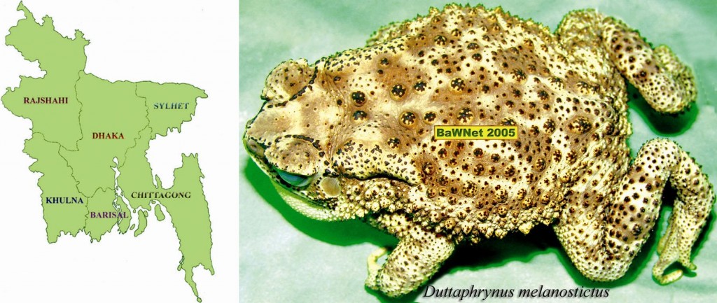 AMPHIBIANS of Bangladesh - NSSB