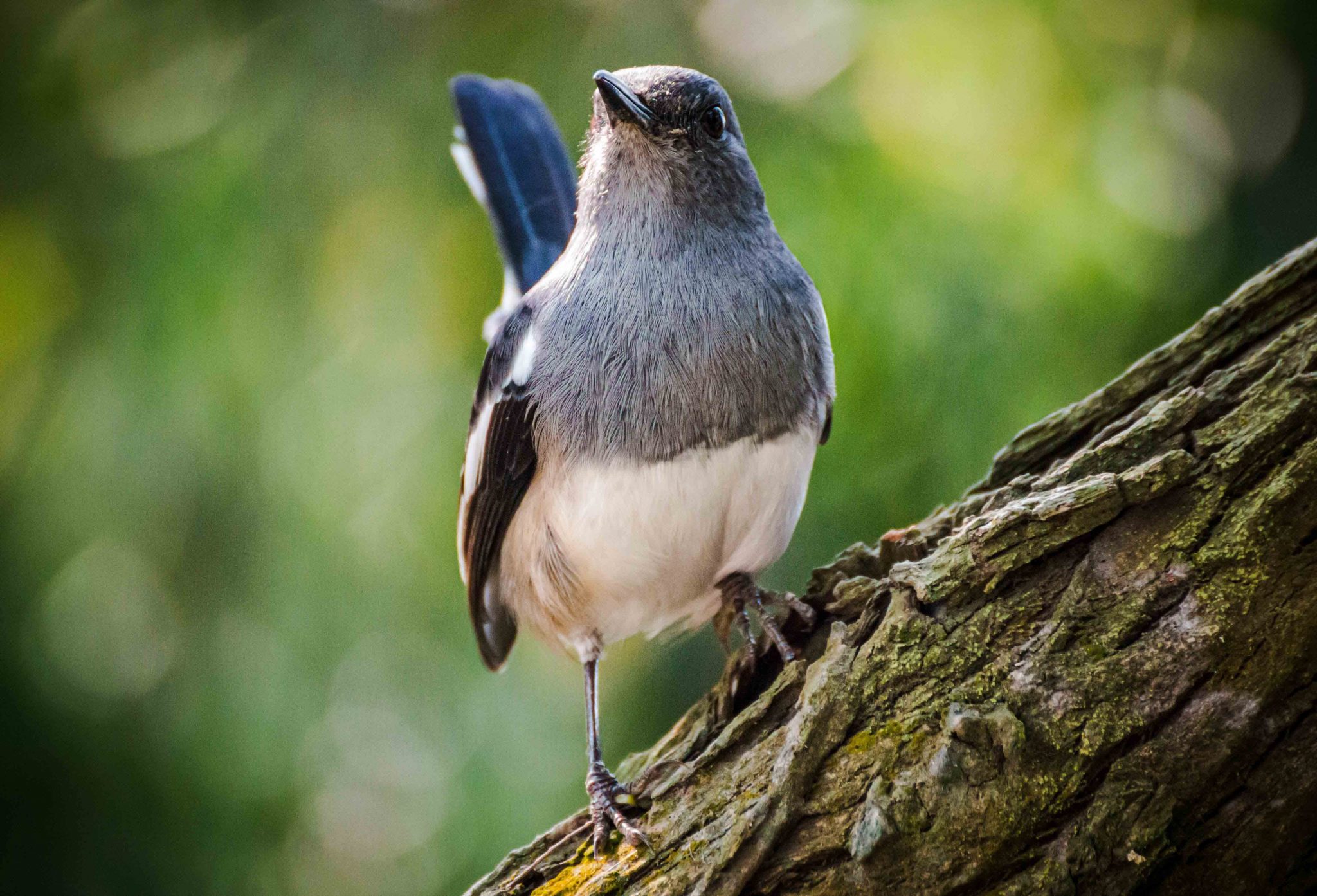 Oriental Magpie Robin – NSSB