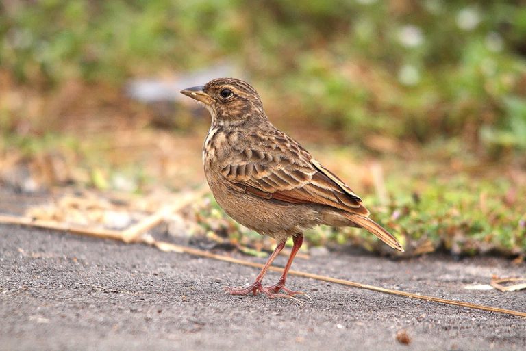 Bengal Bush Lark – NSSB